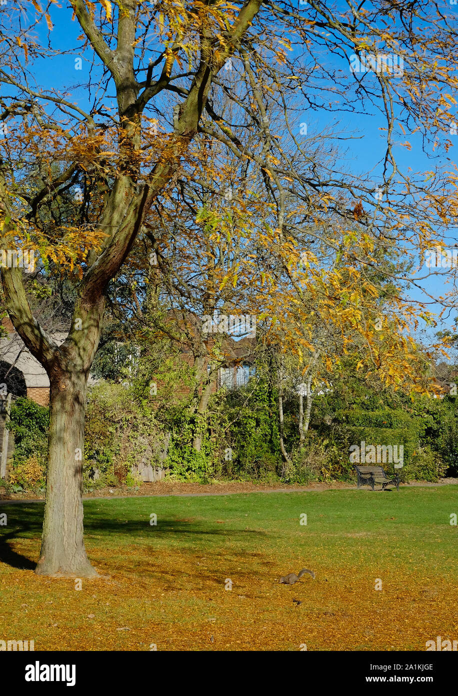Shedding of leaves hi-res stock photography and images - Alamy