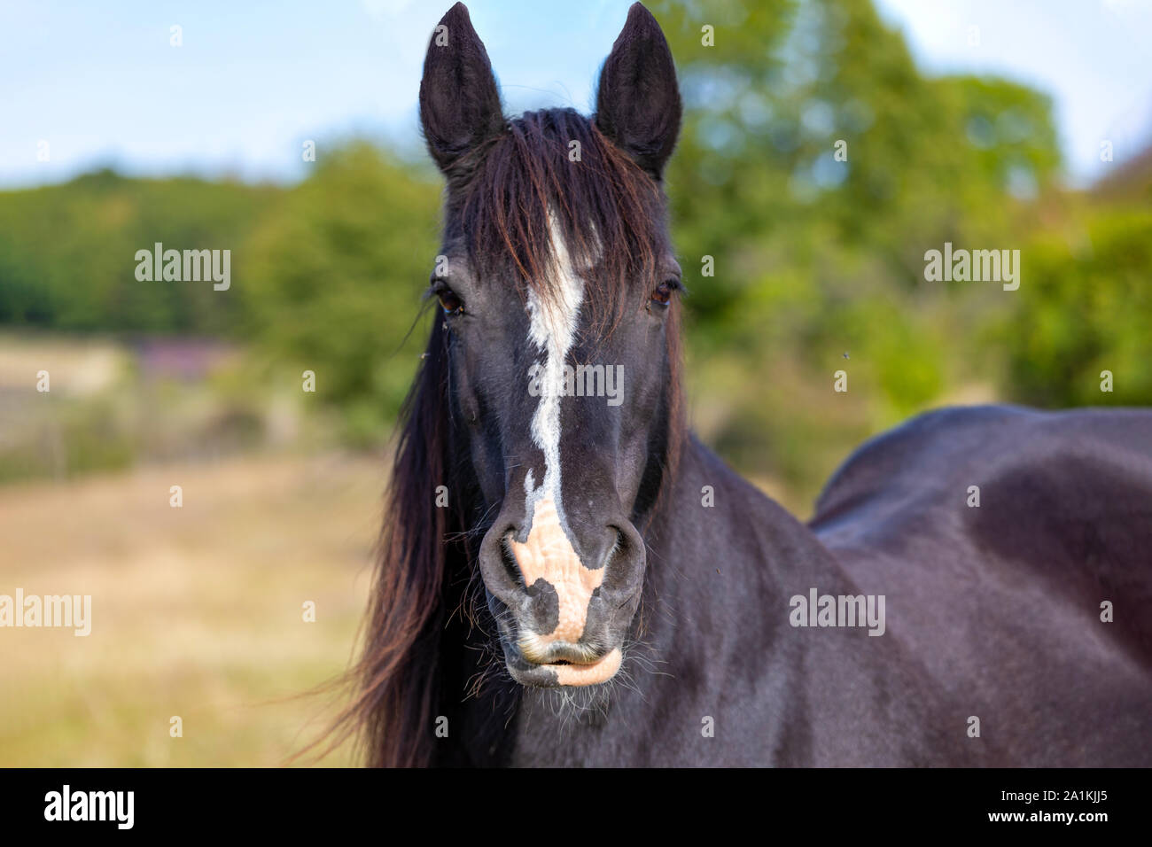 beautiful dark horse head portrait on the paddock Stock Photo - Alamy