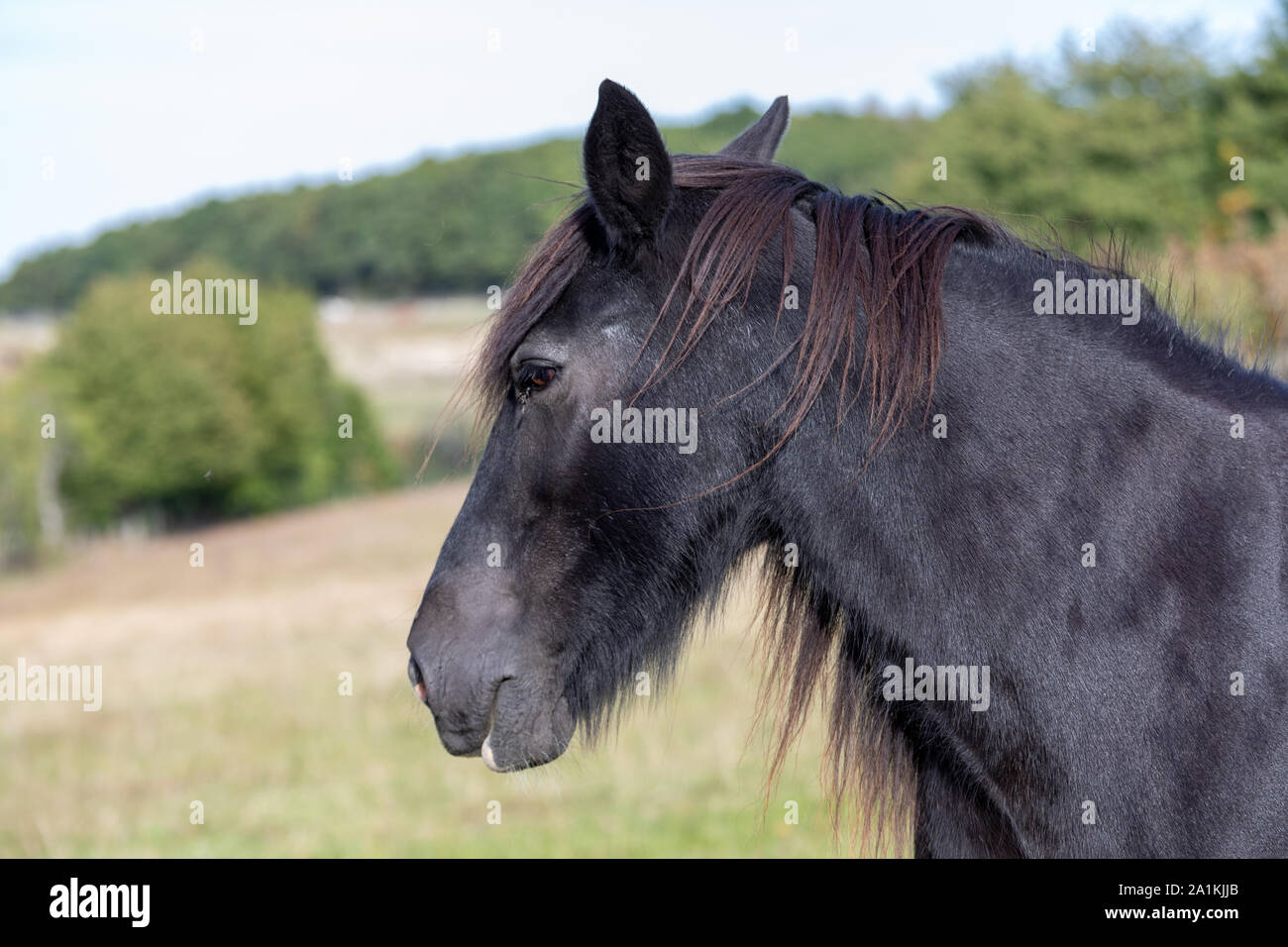 beautiful dark horse head portrait on the paddock Stock Photo - Alamy