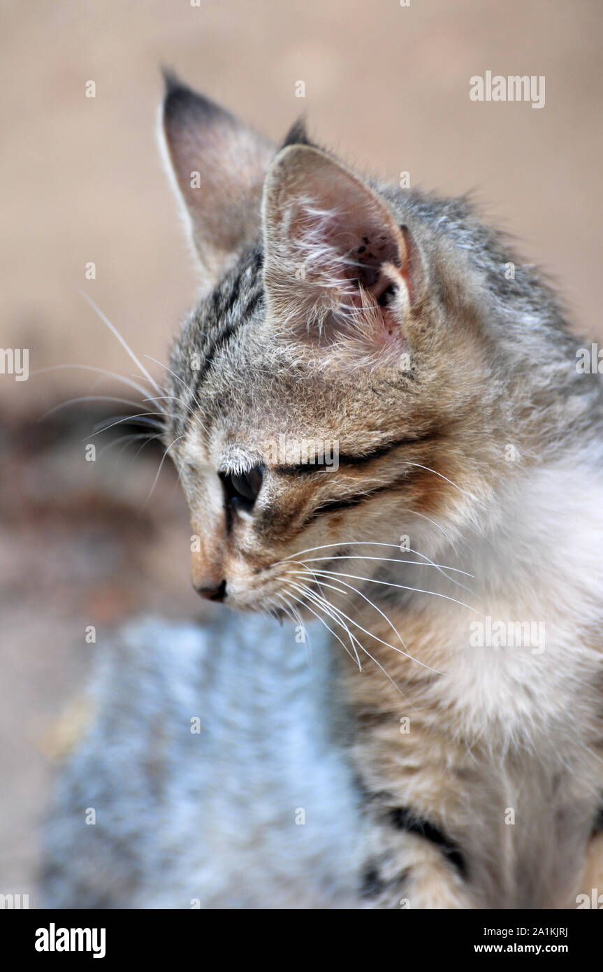 Stray cats on the streets of the town Stock Photo - Alamy