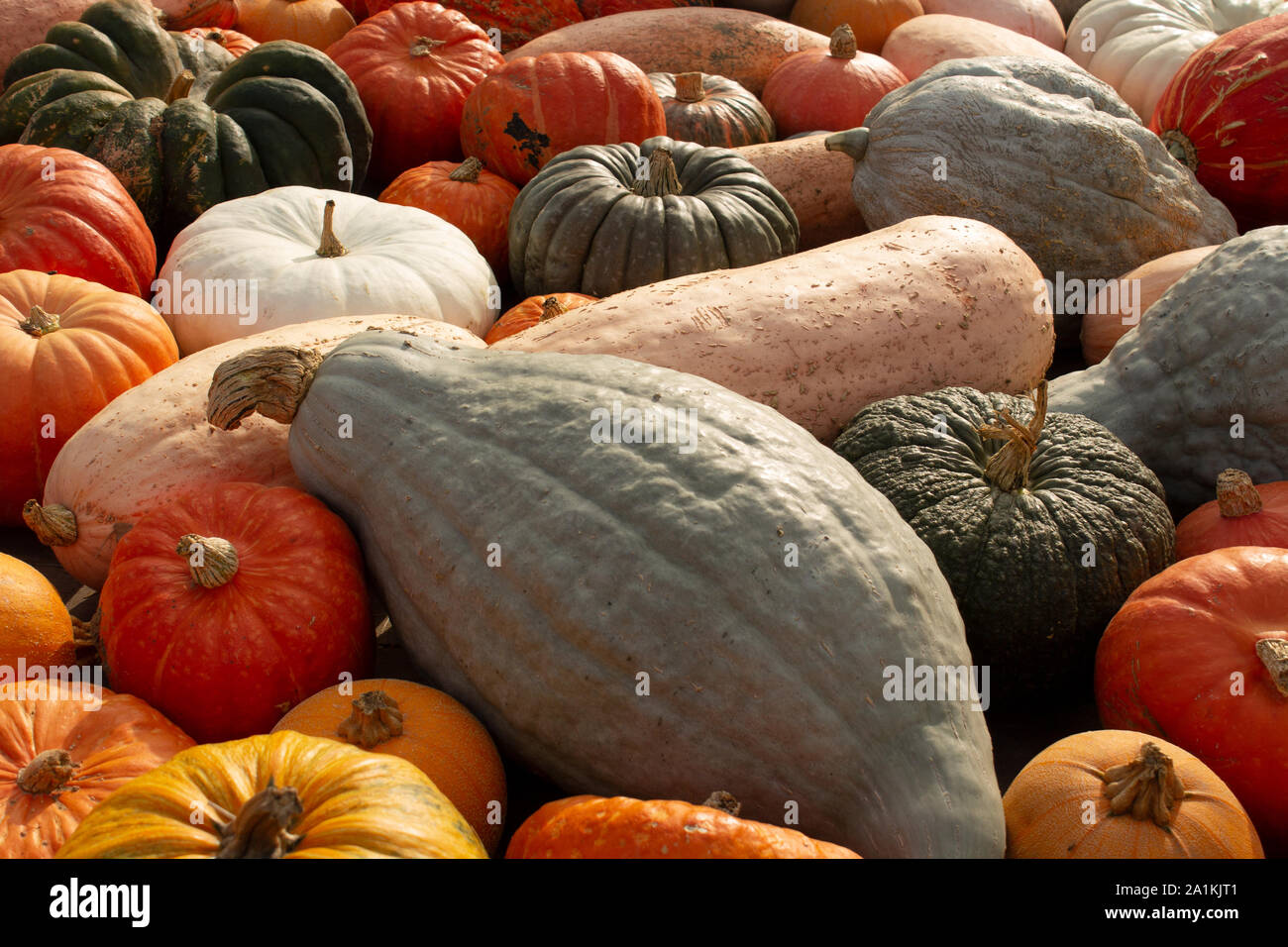Colourful pumpkins hi-res stock photography and images - Alamy
