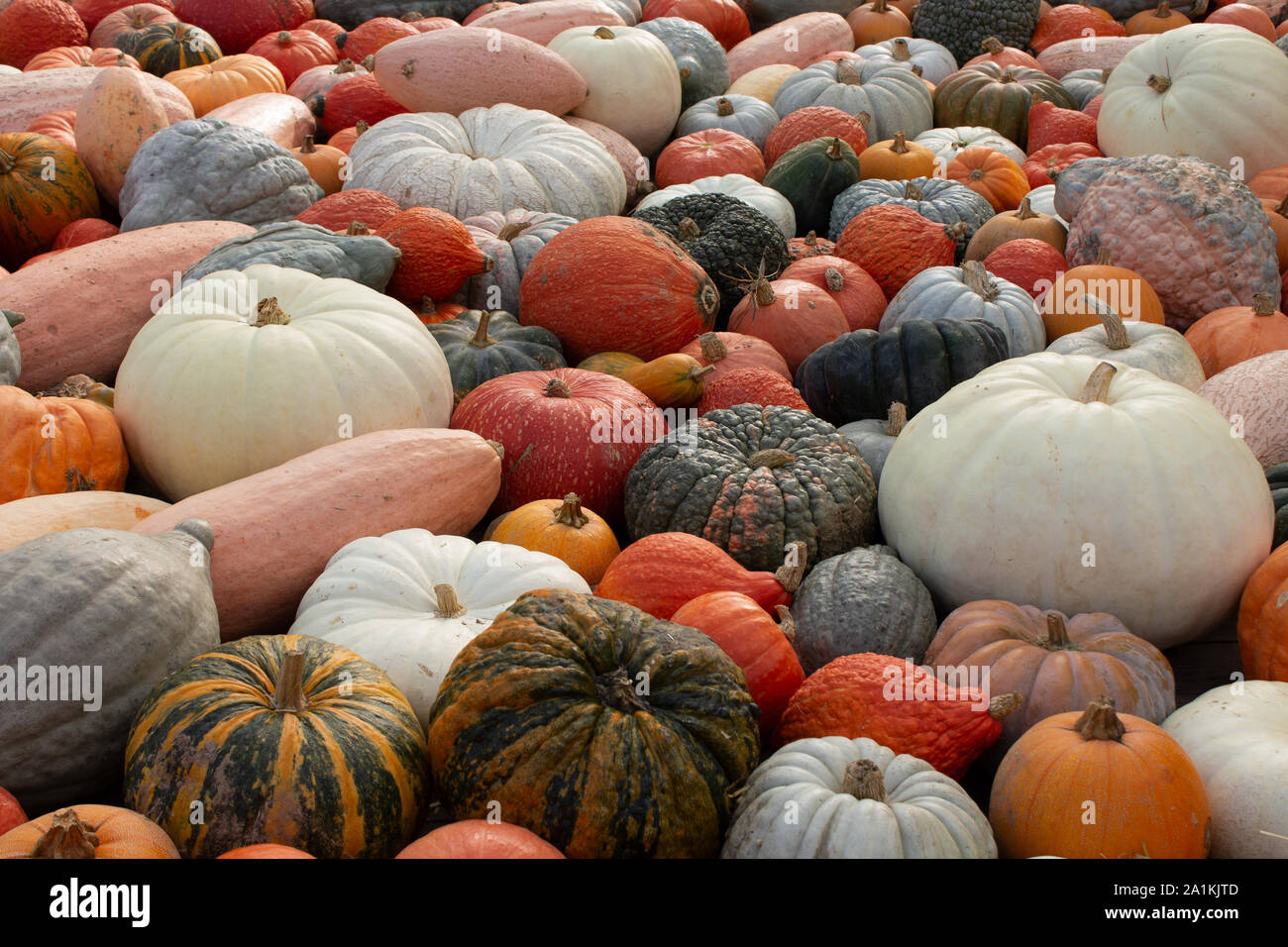 Assortment of colourful pumpkins Stock Photo - Alamy