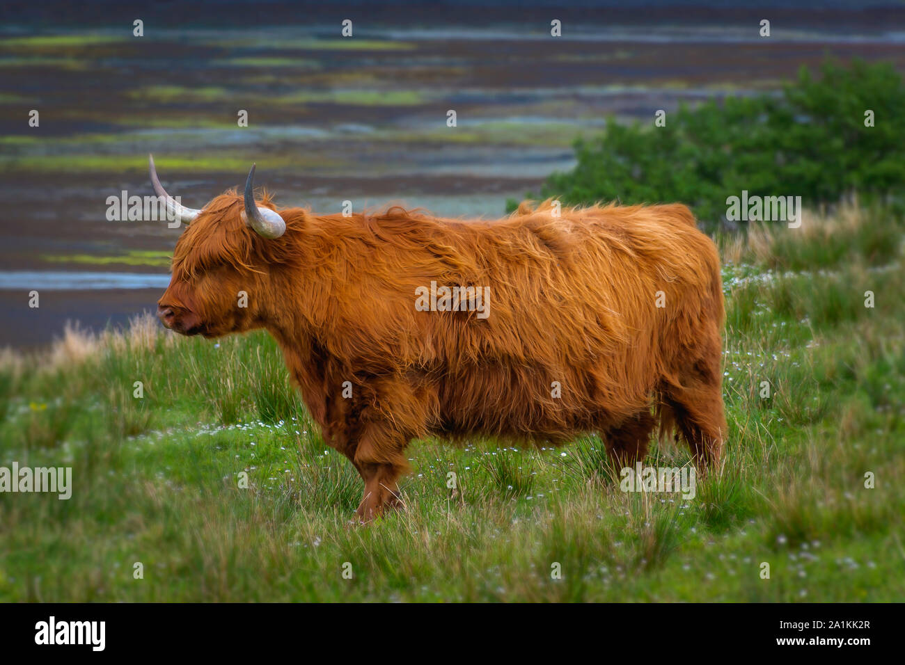 Highland cow on pasture.Cute and adorable fluffy farm animal.Blurred ...