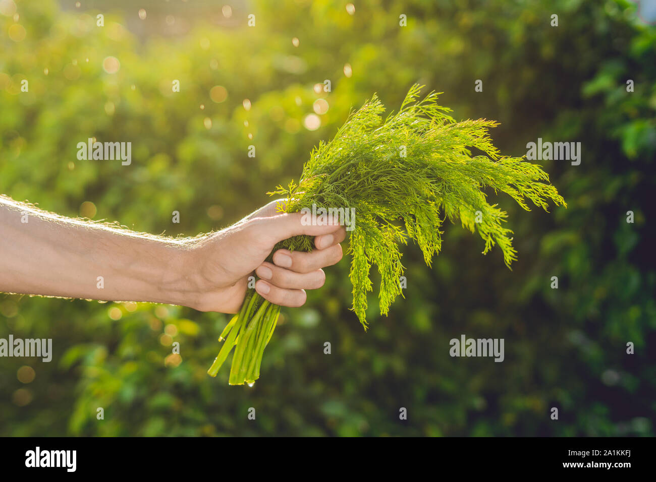 Bunch of fennel hi-res stock photography and images - Alamy
