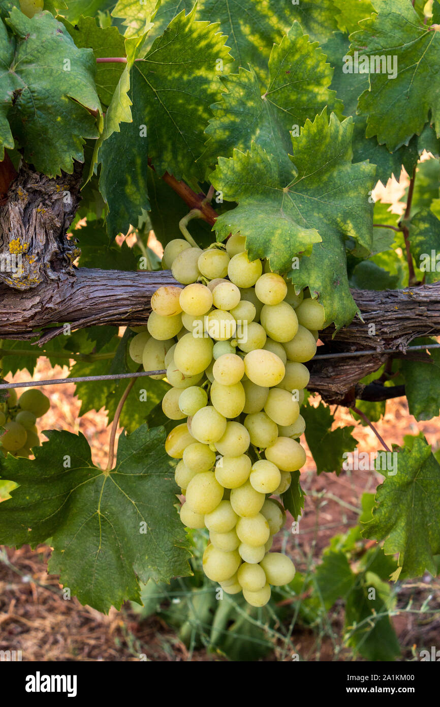 Grape vine Close up Natural light Stock Photo - Alamy