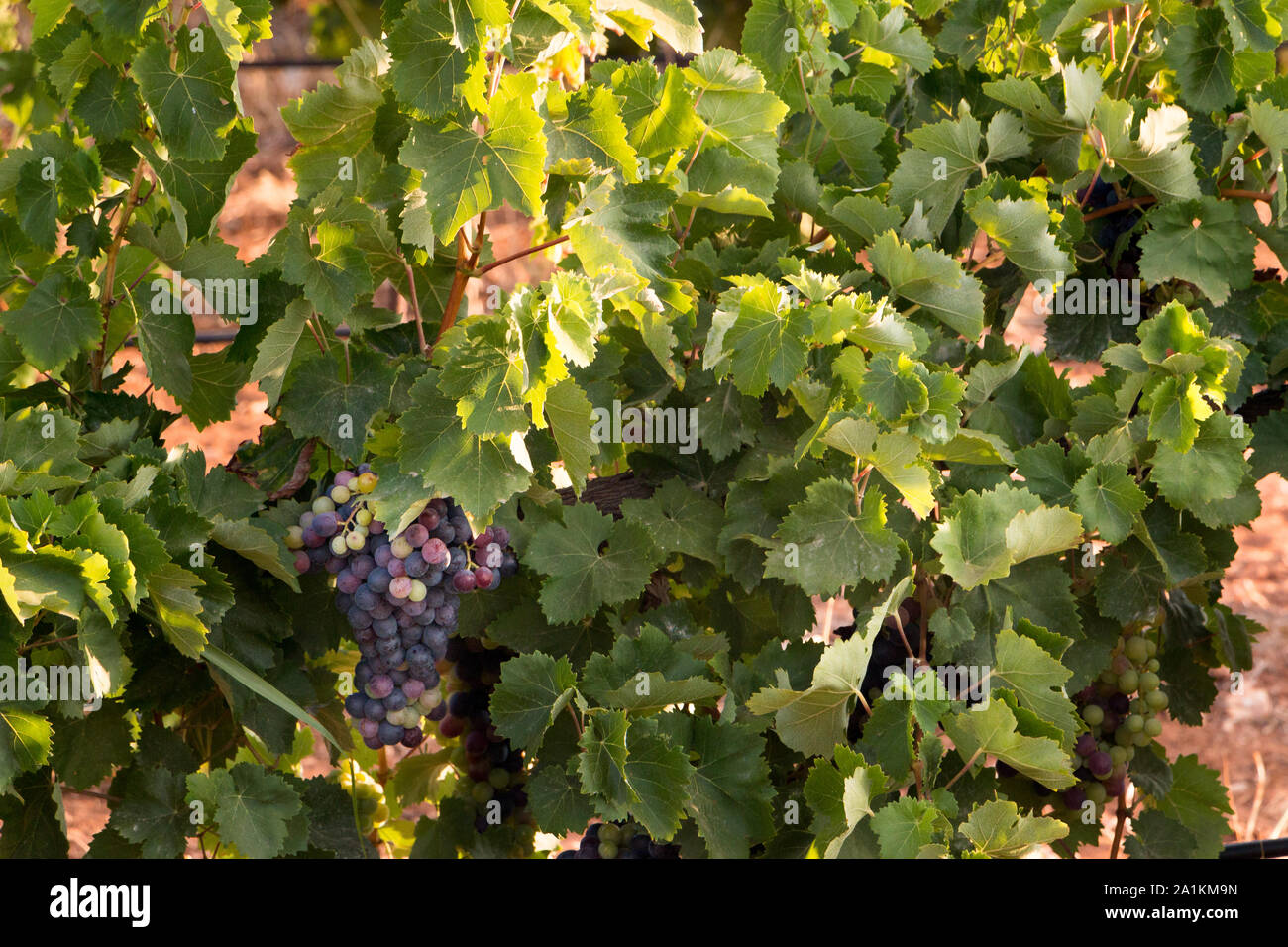 Grape vine close up hi-res stock photography and images - Alamy