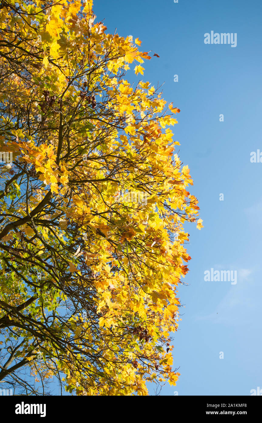 Autumn Tree Foliage Stock Photo - Alamy