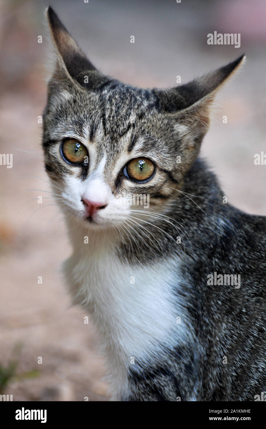 Stray cats on the streets of the town Stock Photo - Alamy