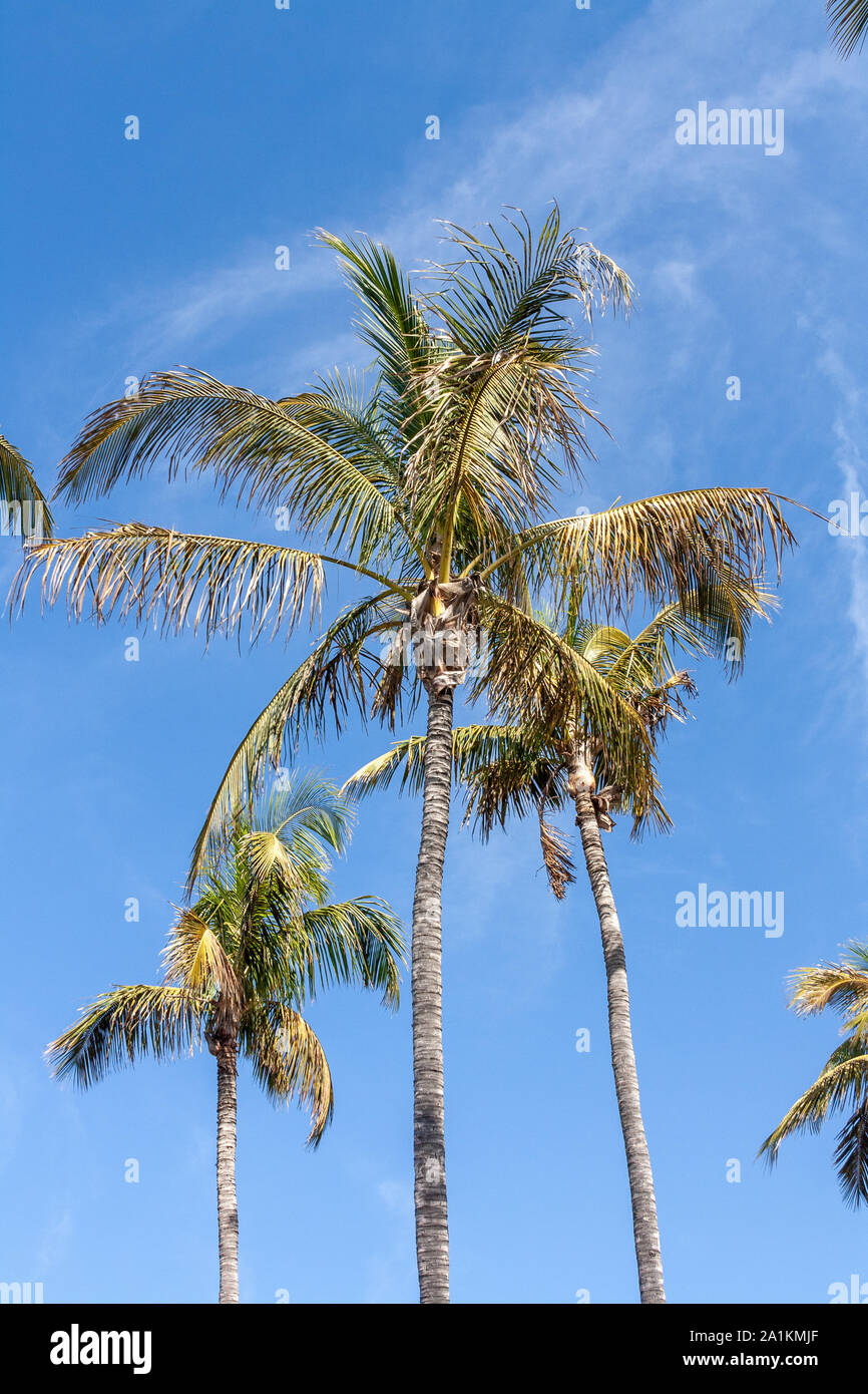 Slender palm hi-res stock photography and images - Alamy