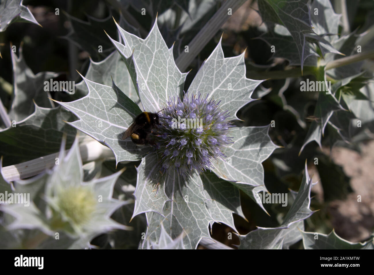 Blue scottish thistles hi-res stock photography and images - Alamy