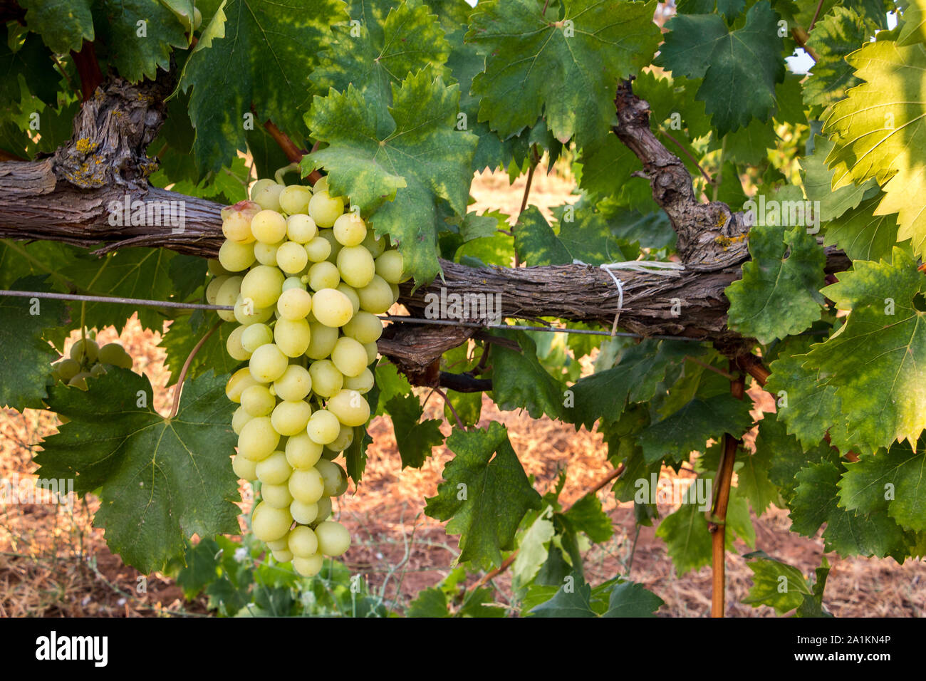 Grape vine close up hi-res stock photography and images - Alamy
