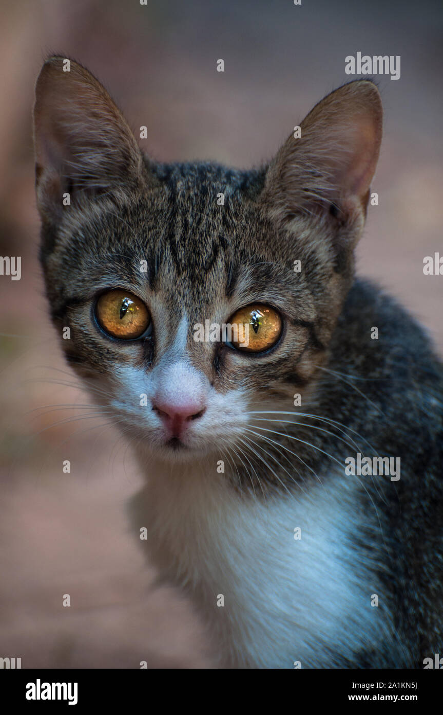 Stray cats on the streets of the town Stock Photo - Alamy