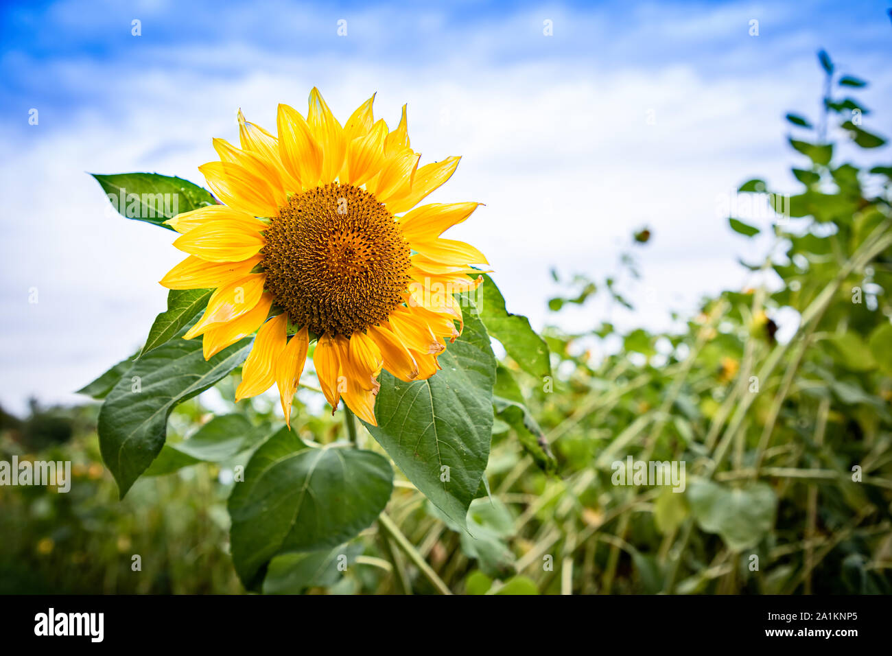 Single sunflower in a sunflower field, close-up Stock Photo - Alamy