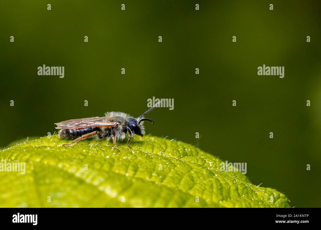 The furry wasp forms the center of the image. The transition from the ...