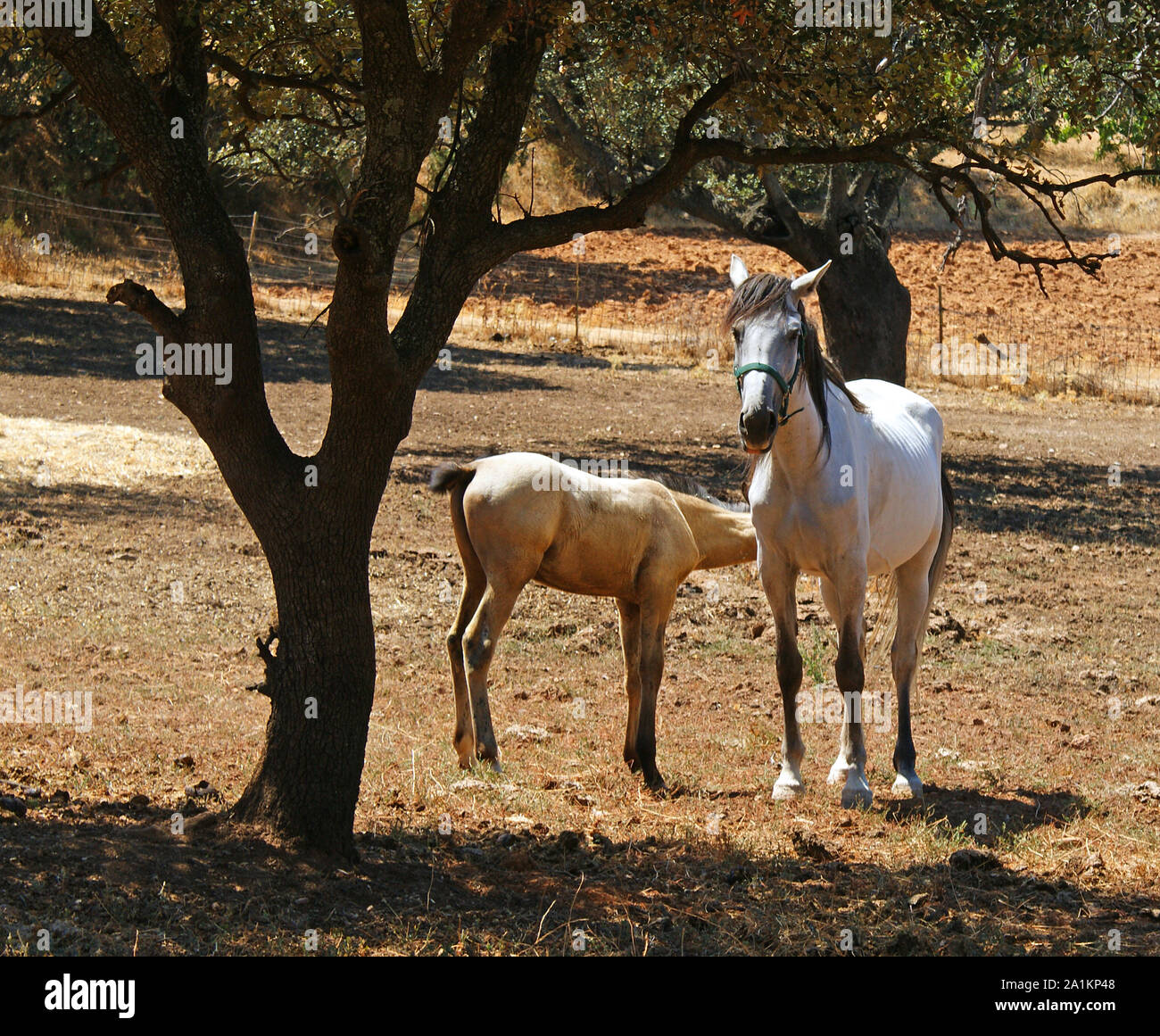 Horse sucking hi-res stock photography and images - Alamy