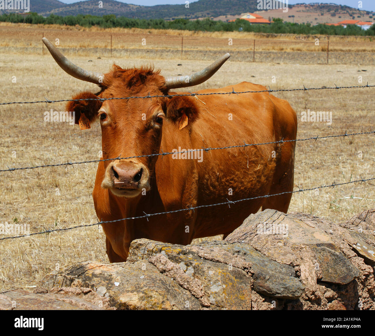 Cow of orange color in a fence grazing Stock Photo - Alamy