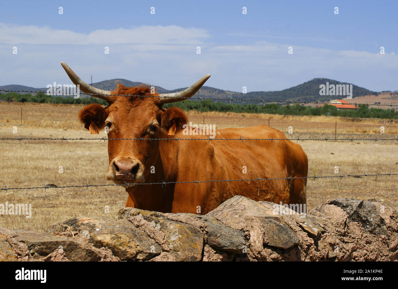 Cow of orange color in a fence grazing Stock Photo - Alamy