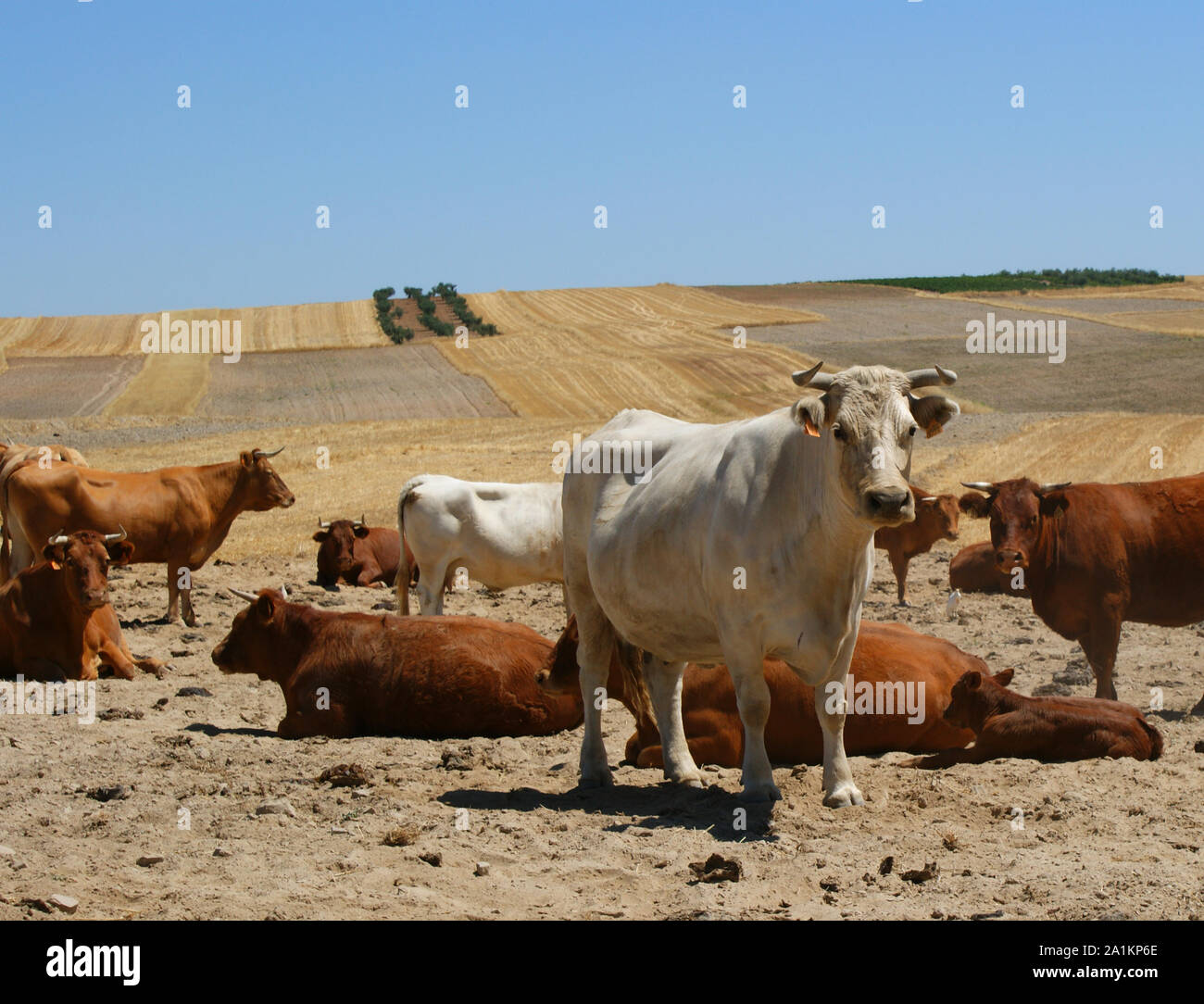 Cow grazing in spain hi-res stock photography and images - Alamy