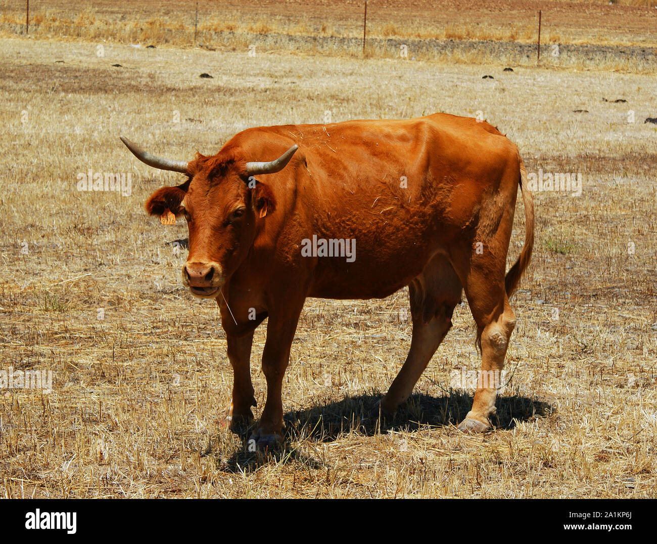 Cow of orange color in a fence grazing Stock Photo - Alamy
