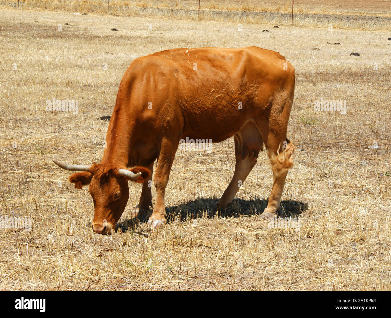 Cow of orange color in a fence grazing Stock Photo - Alamy