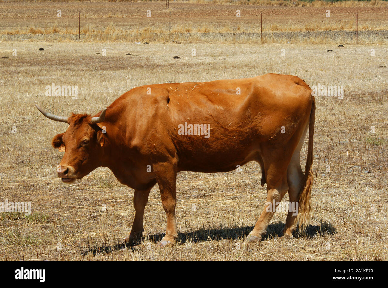 Cow of orange color in a fence grazing Stock Photo - Alamy