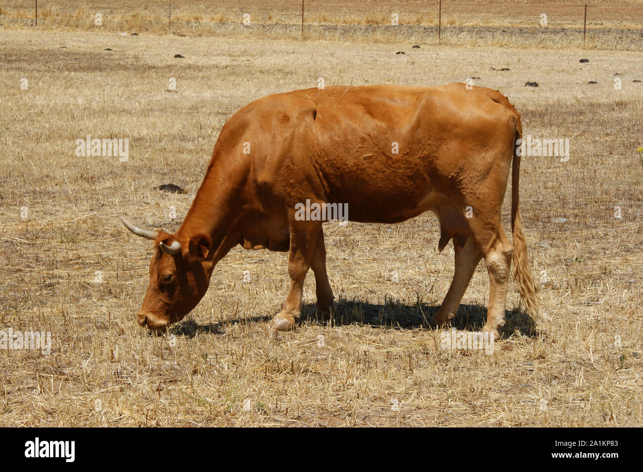 Cow of orange color in a fence grazing Stock Photo - Alamy