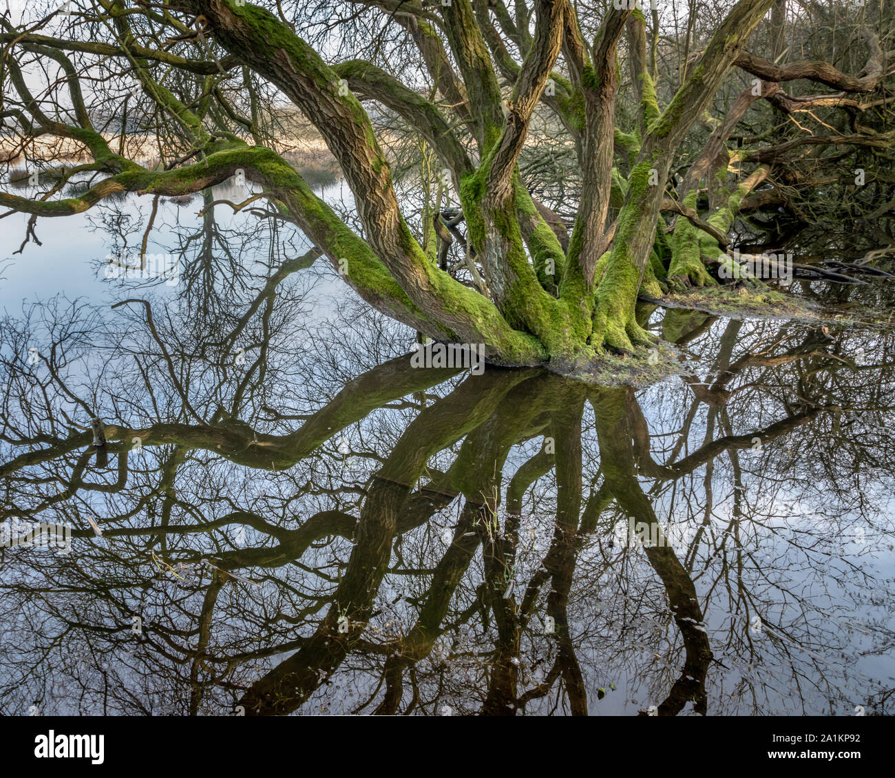 Reflected tree hi-res stock photography and images - Alamy