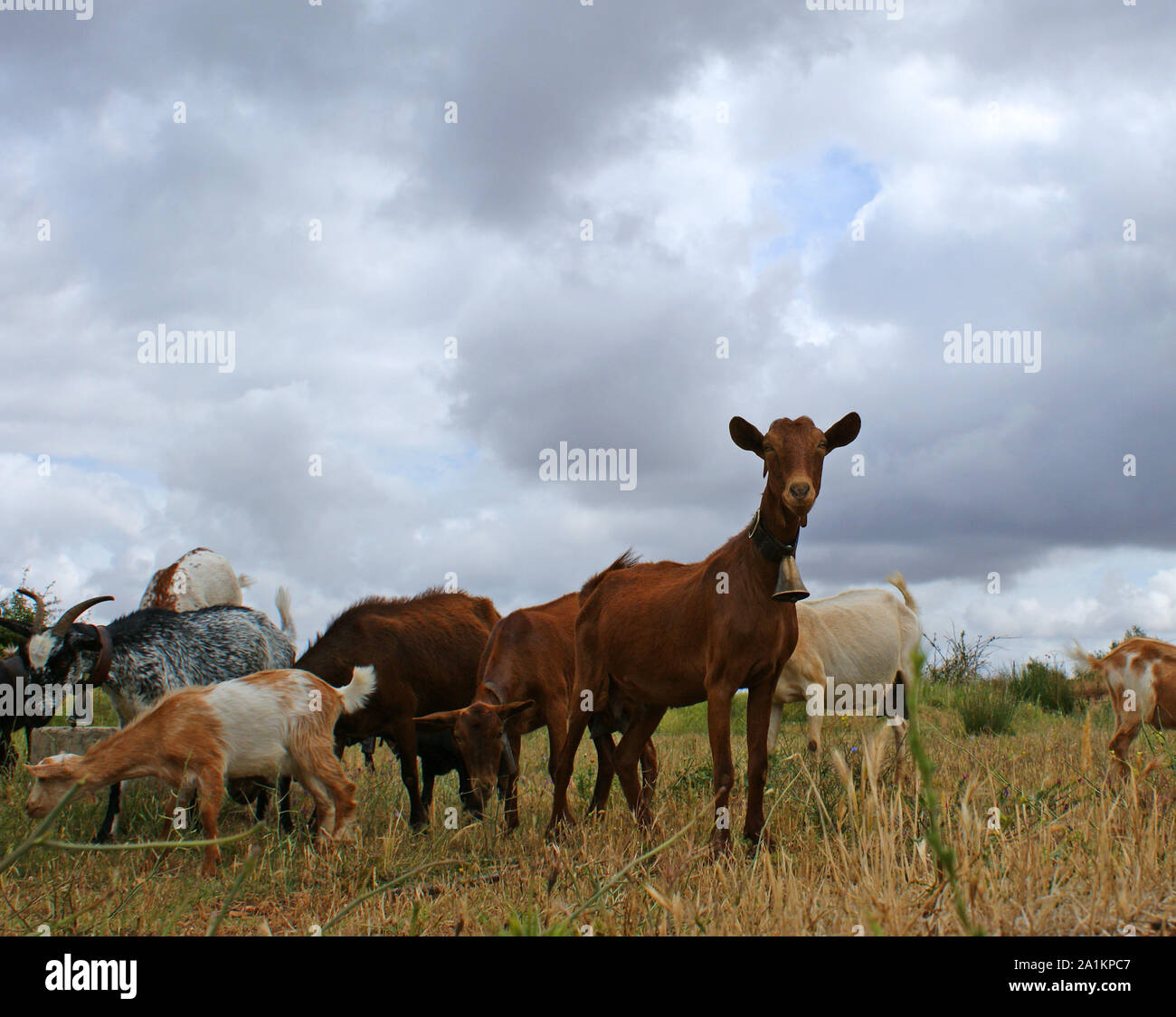 Goats grazing on green meadow hi-res stock photography and images - Alamy
