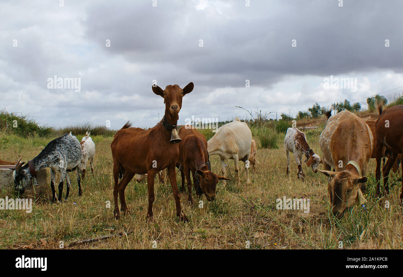 Flock of goats hi-res stock photography and images - Alamy