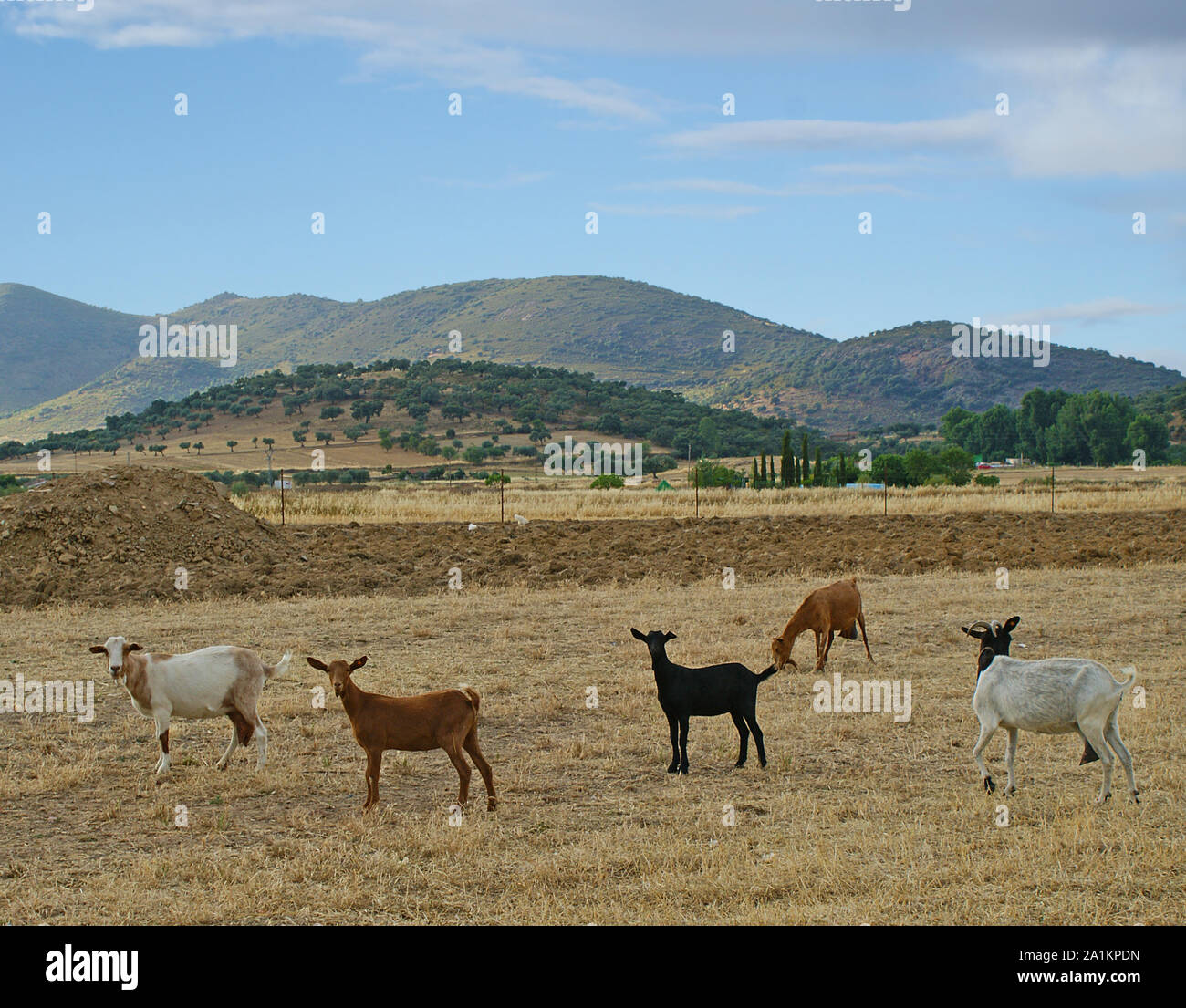 Flock of goats hi-res stock photography and images - Alamy