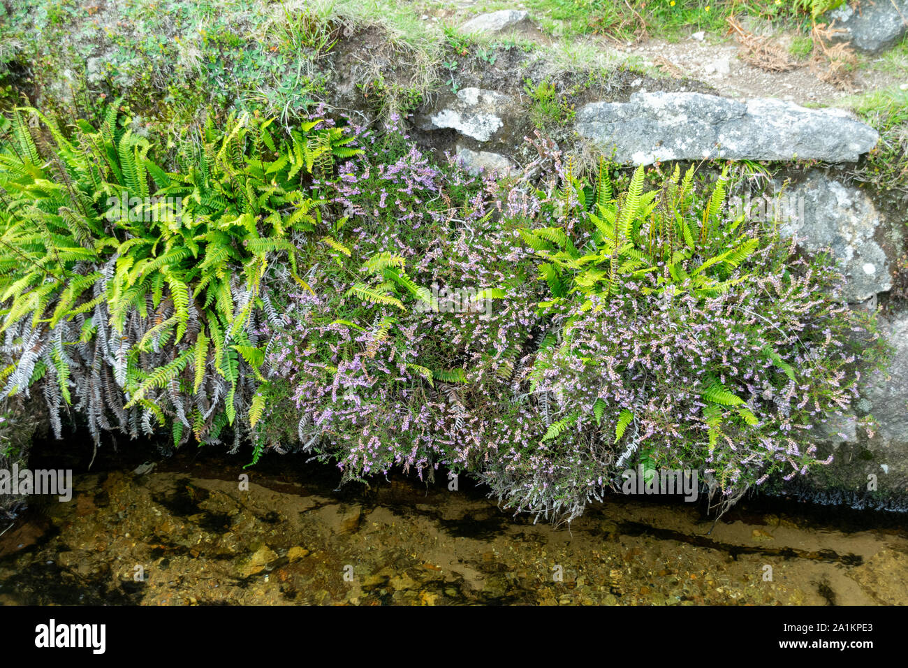 Heather growing in rocks alongside the River Meavy, Dartmoor, Plymouth ...