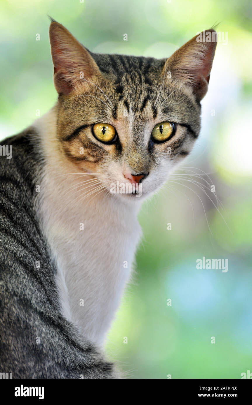 Stray cats on the streets of the town Stock Photo - Alamy