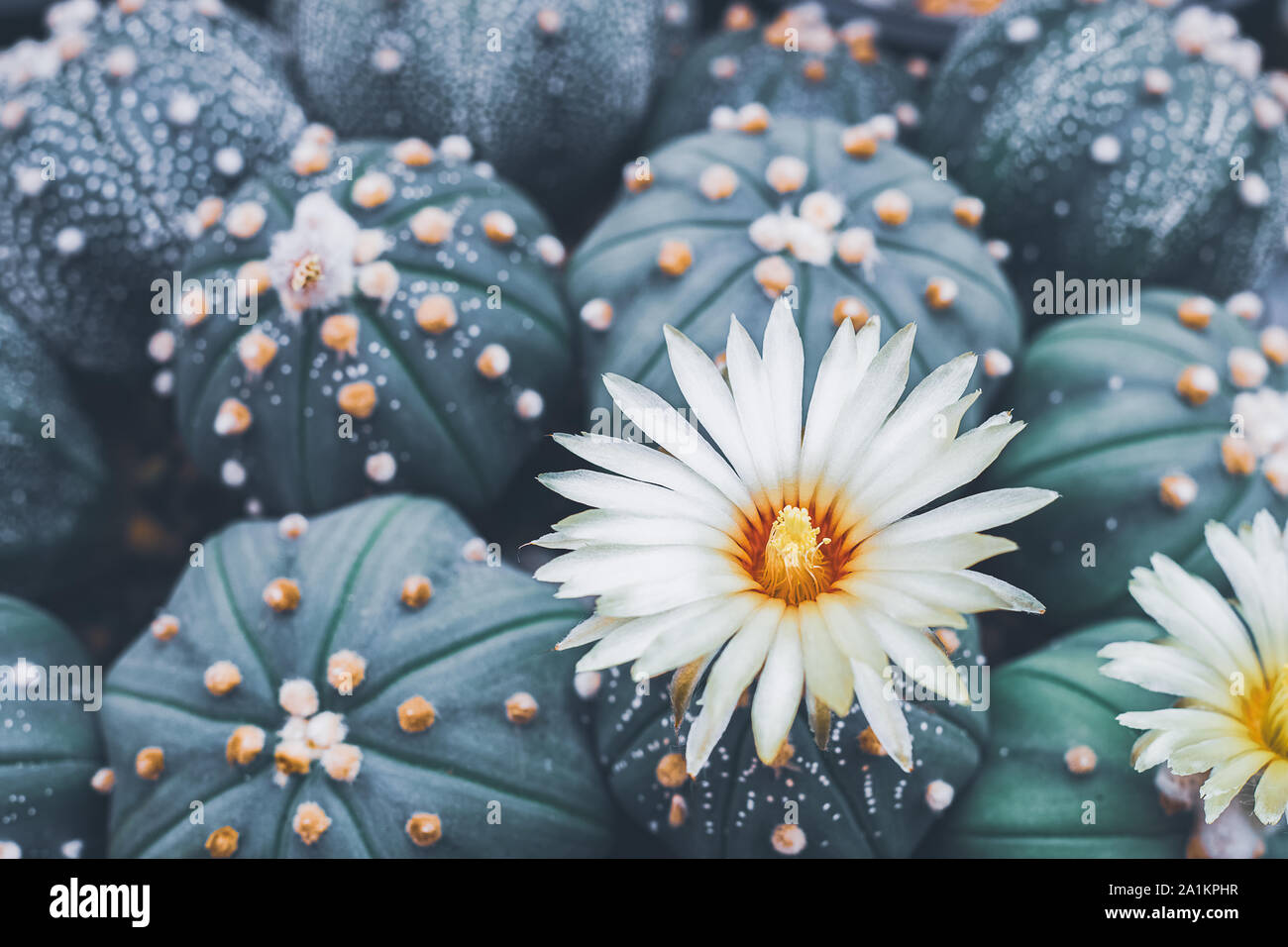 Astro cactus hi-res stock photography and images - Alamy