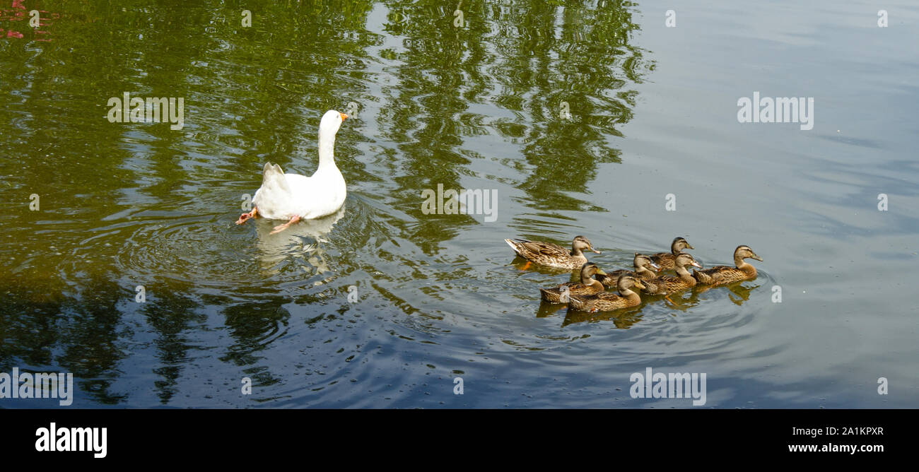 Ducks swimming in spring pond hi-res stock photography and images - Alamy