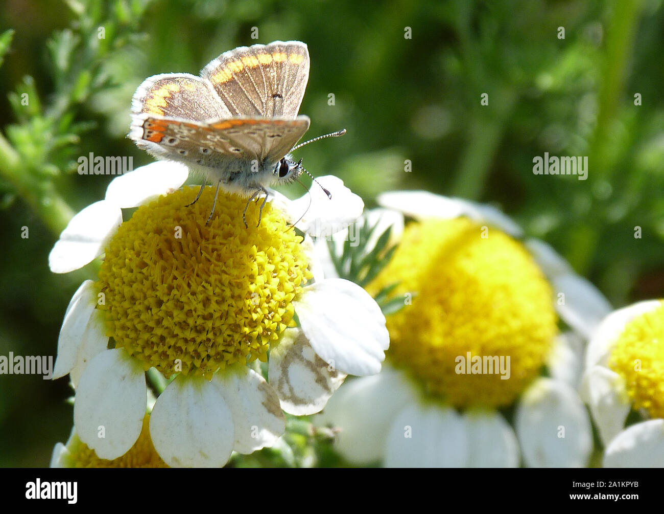 Camomille hi-res stock photography and images - Alamy