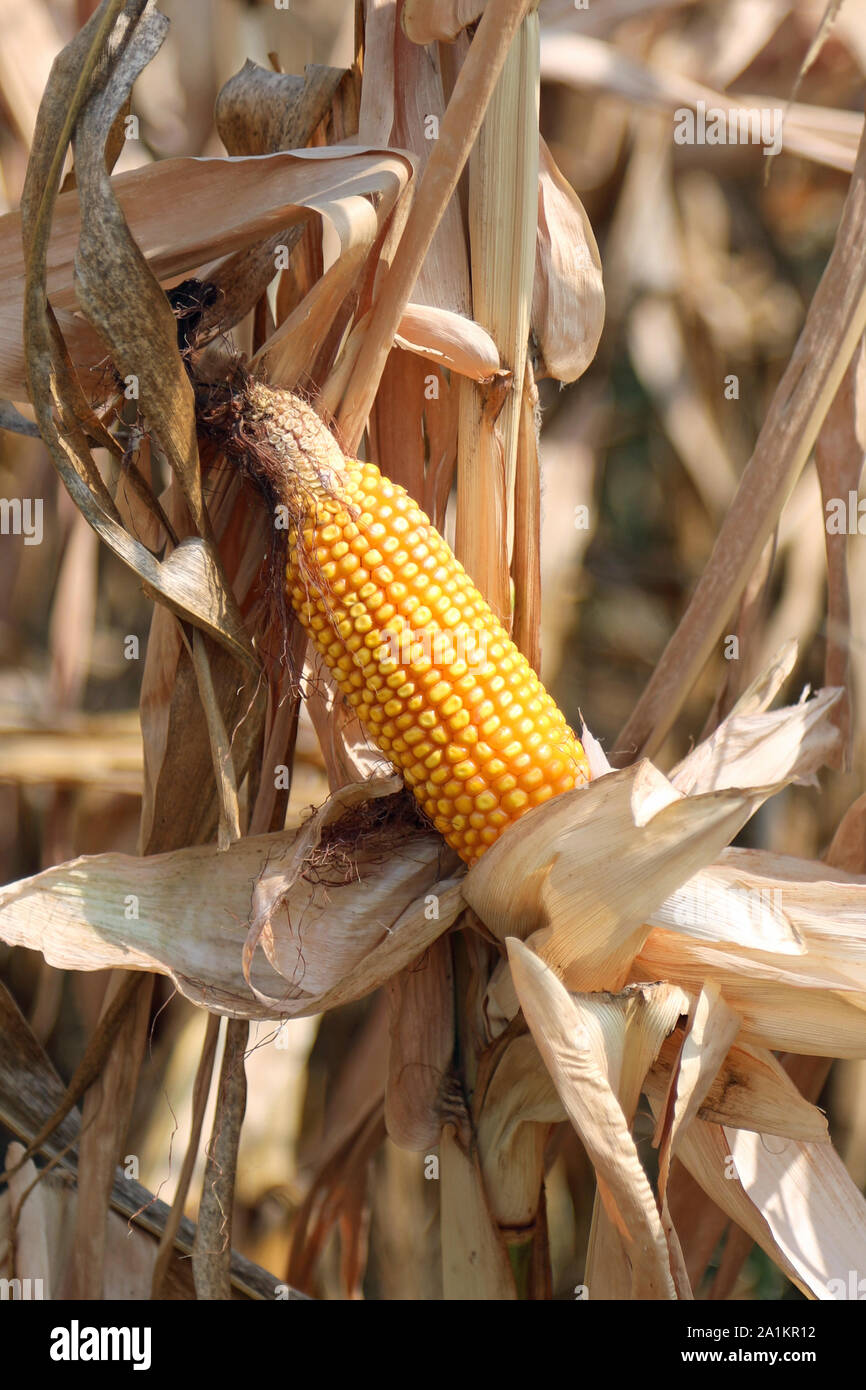 Big Panicle with many ripe yellow seeds to produce corn oil Stock Photo ...