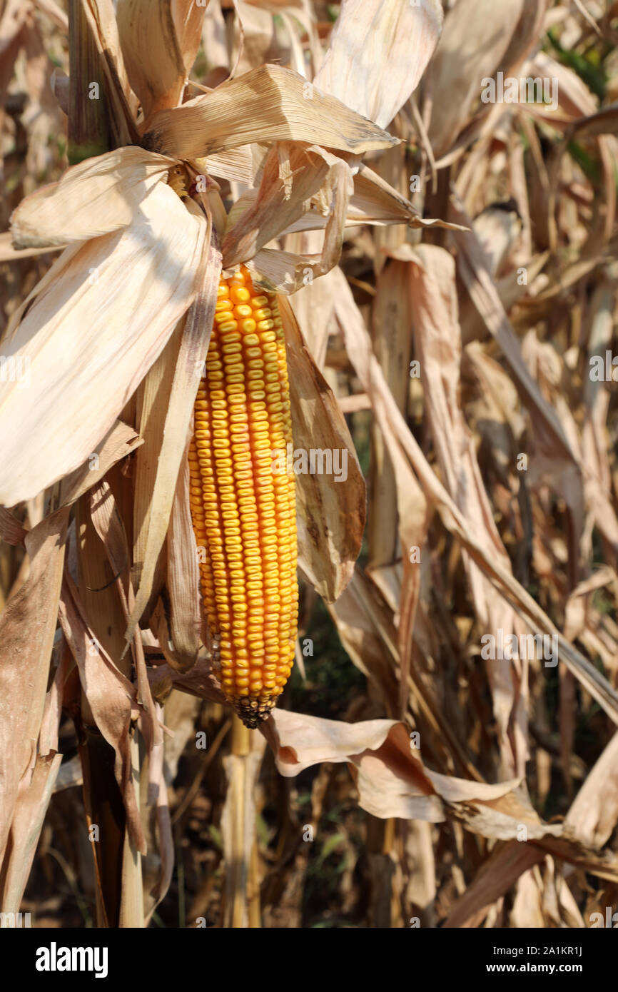 Maize big cob hi-res stock photography and images - Alamy