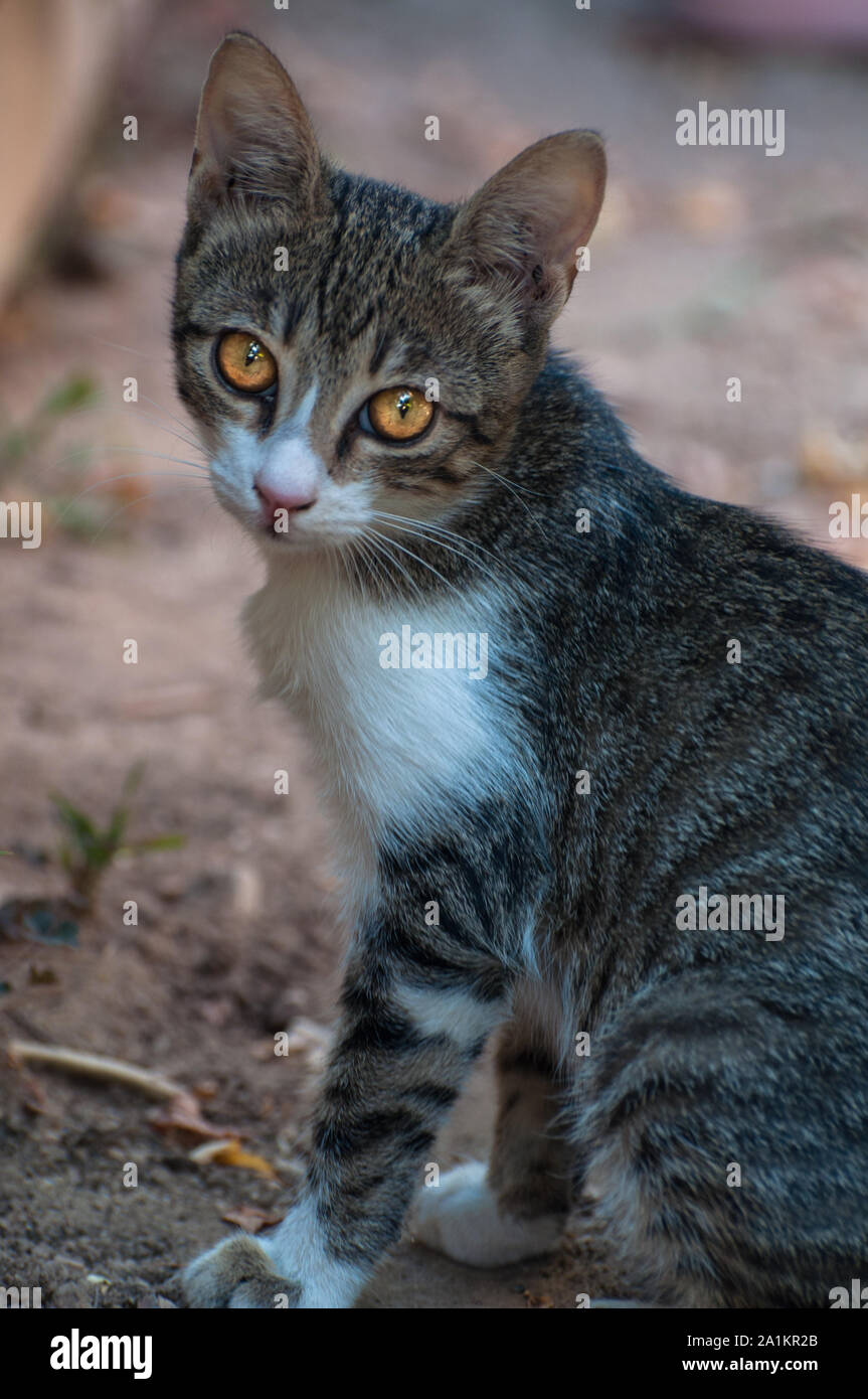 Stray cats on the streets of the town Stock Photo - Alamy