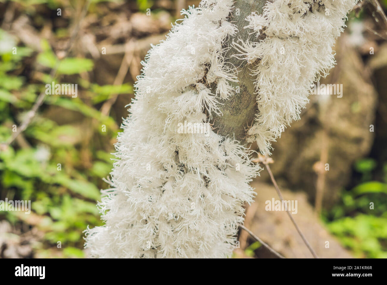 Flatid leaf bug phromnia rosea on a tree's branch in a forest Stock ...