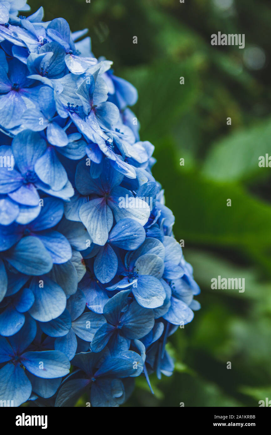 Hydrangea Sao Miguel Azores Portugal High Resolution Stock Photography ...