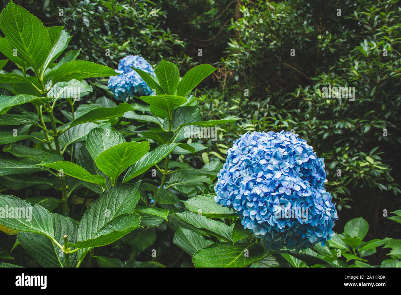 beautiful blue blooming hydrangeas on Sao Miguel Island, Azores ...