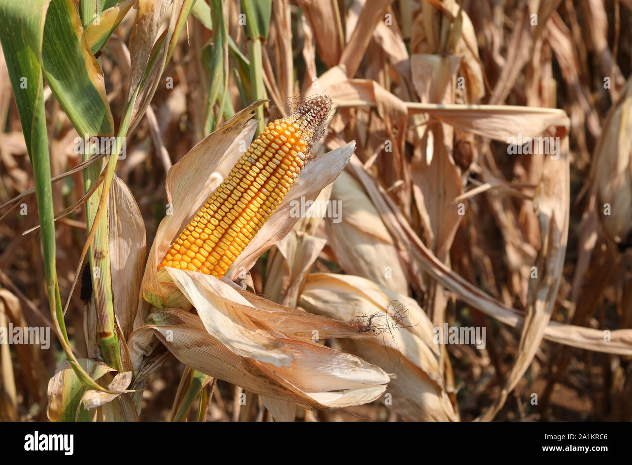 Ripe yellow Panicle of maize in the cultivated field in summer Stock ...