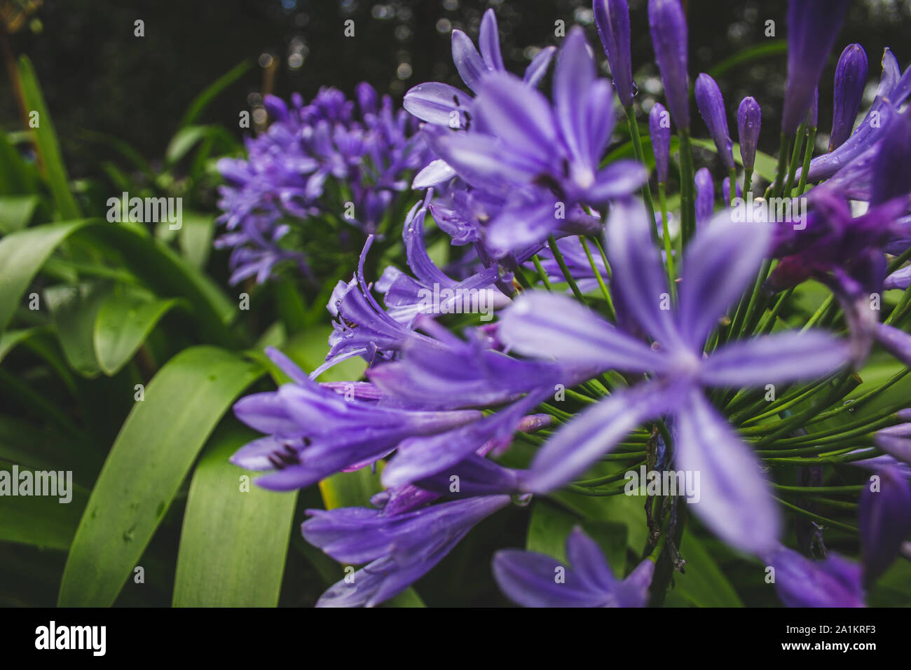 Beautiful purple african lily flower growing on the island of Sao ...