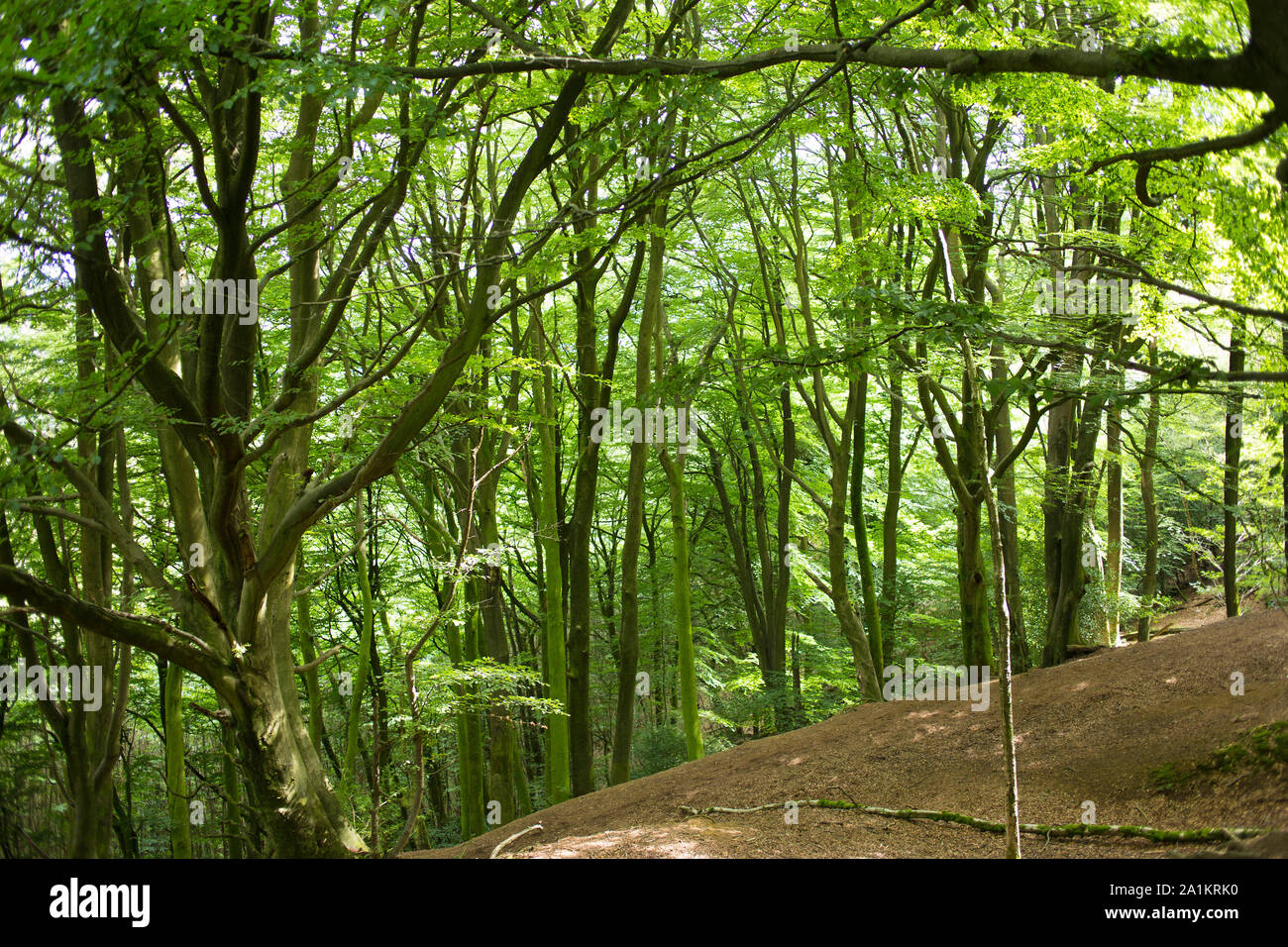 The Serpent Trail -Haslemere, Surrey, to Fernhurst, West Sussex ...