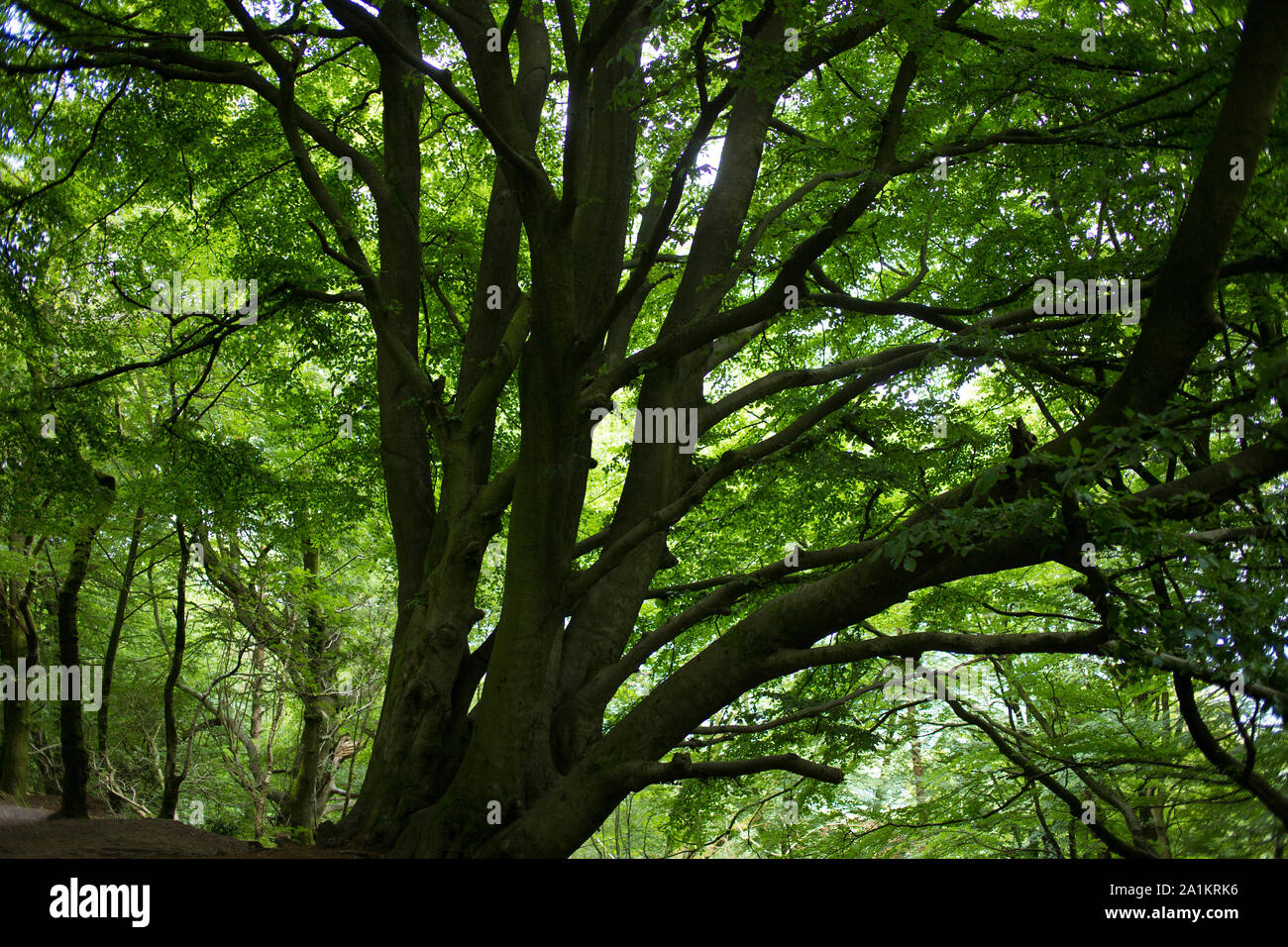 The Serpent Trail -Haslemere, Surrey, to Fernhurst, West Sussex ...