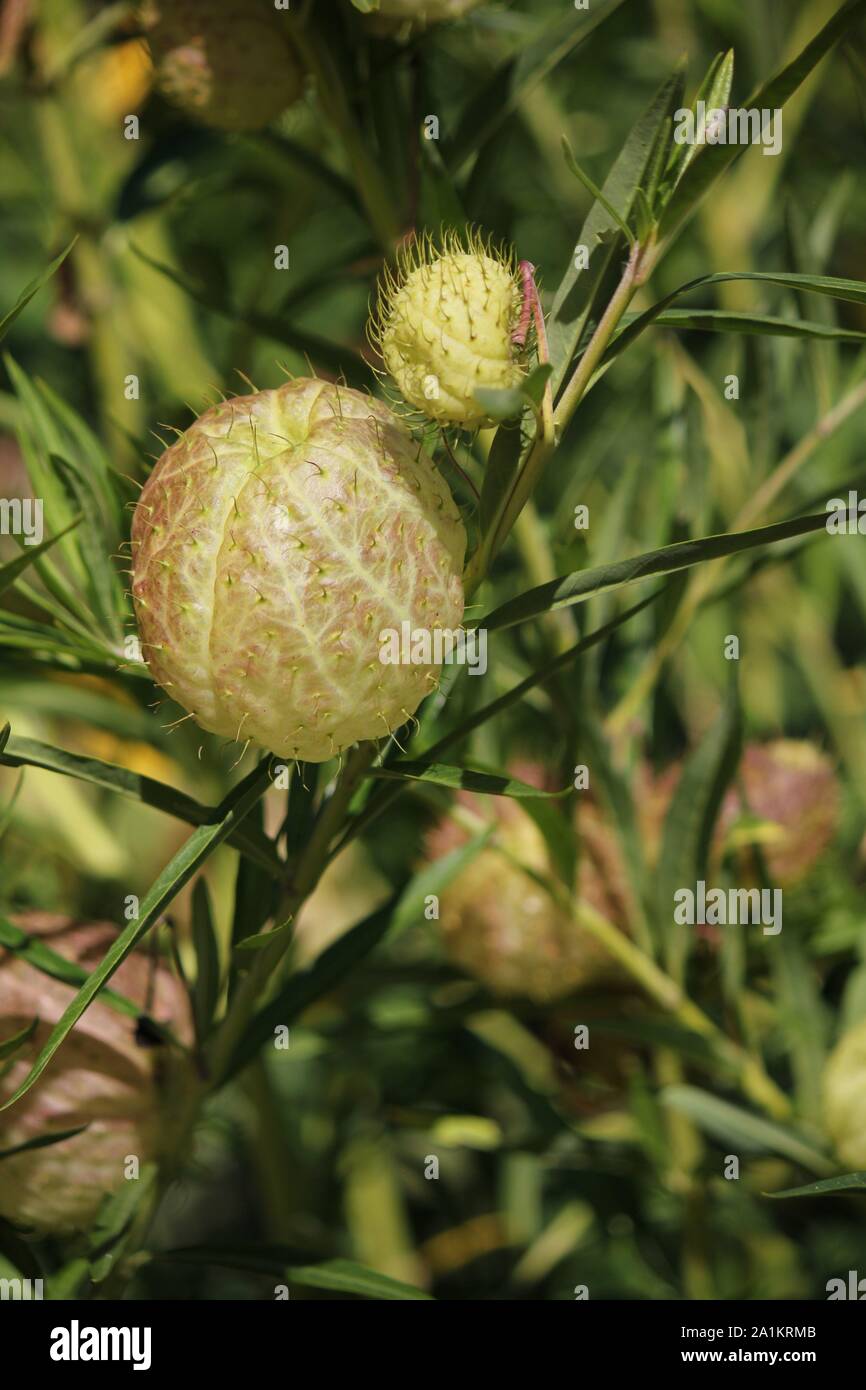 Hairy balls, balloonplant, balloon cotton-bush, bishop's balls ...