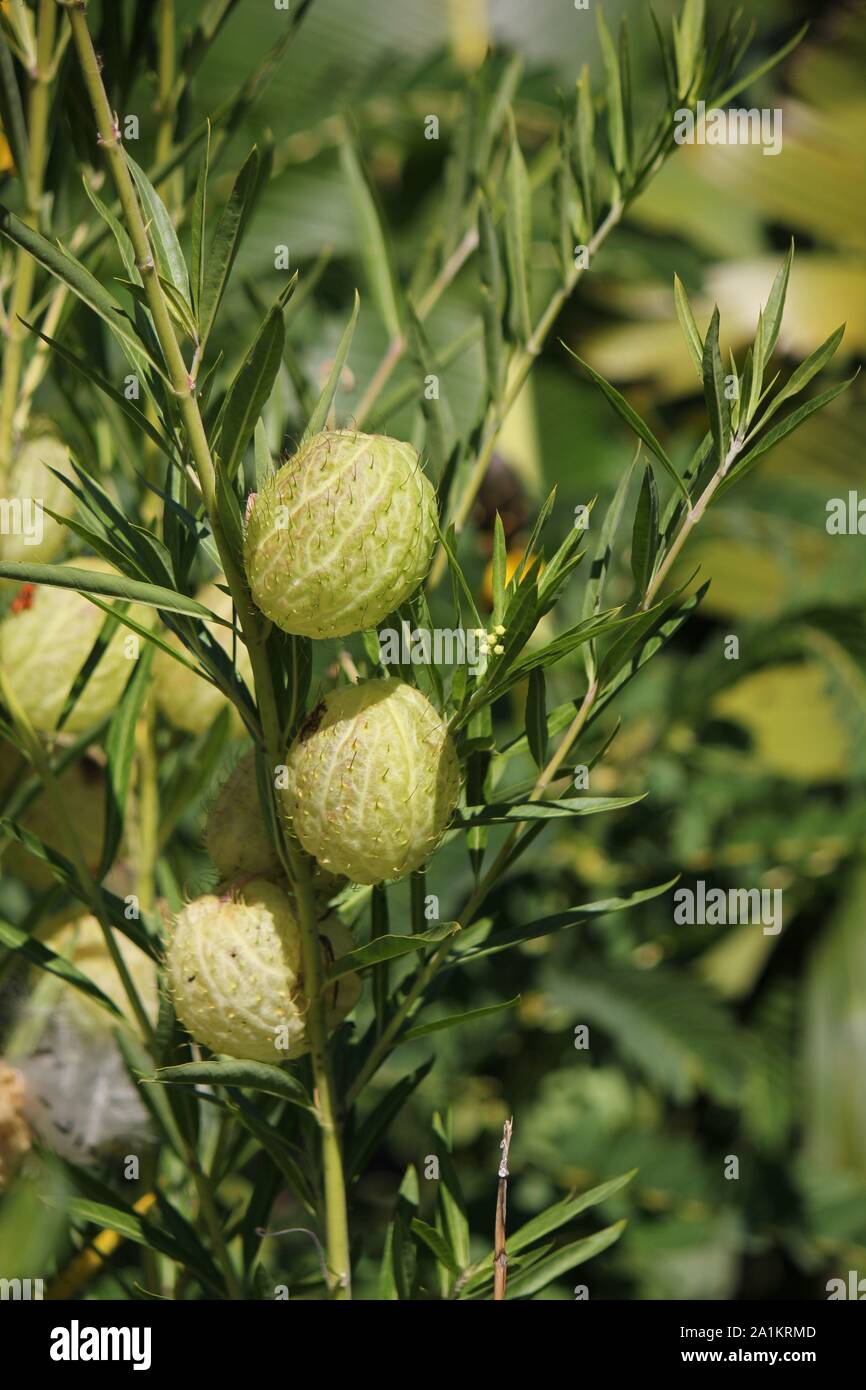 Hairy balls, balloonplant, balloon cotton-bush, bishop's balls ...