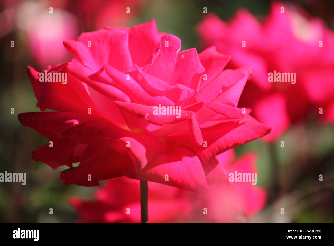 Perfect summer pink grandiflora rose blossom Stock Photo - Alamy