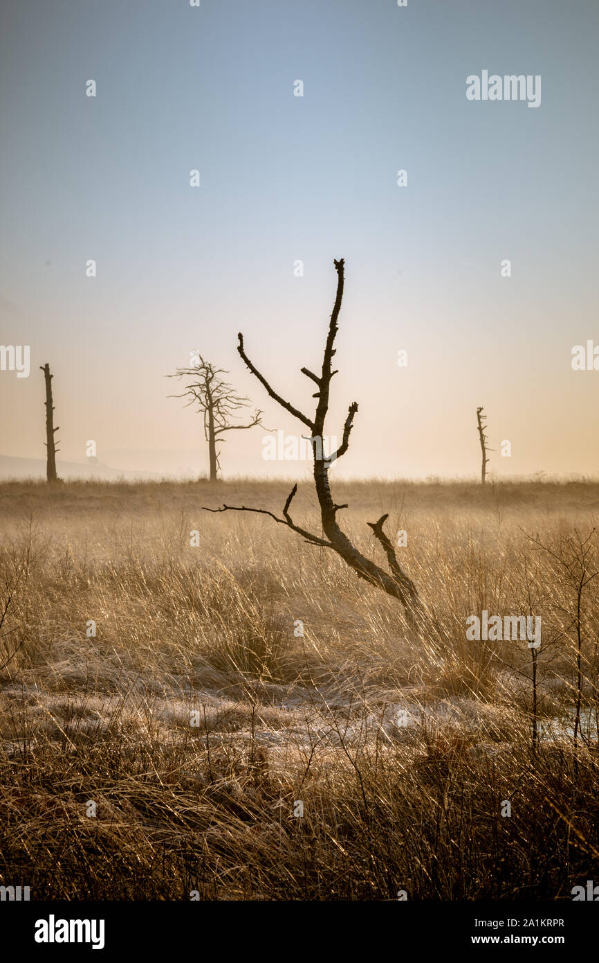 Skeletal tree hi-res stock photography and images - Alamy