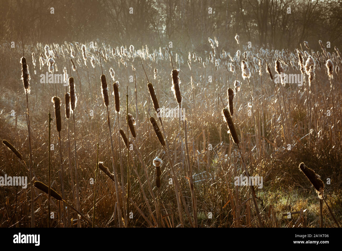 Foulshaw moss hi-res stock photography and images - Alamy